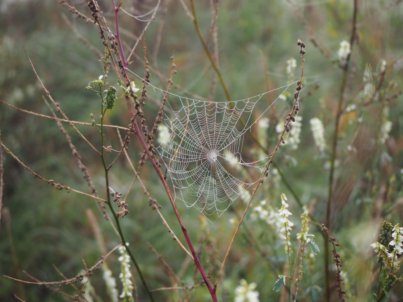 Spinnweben im Herbstnebel | hier und fort