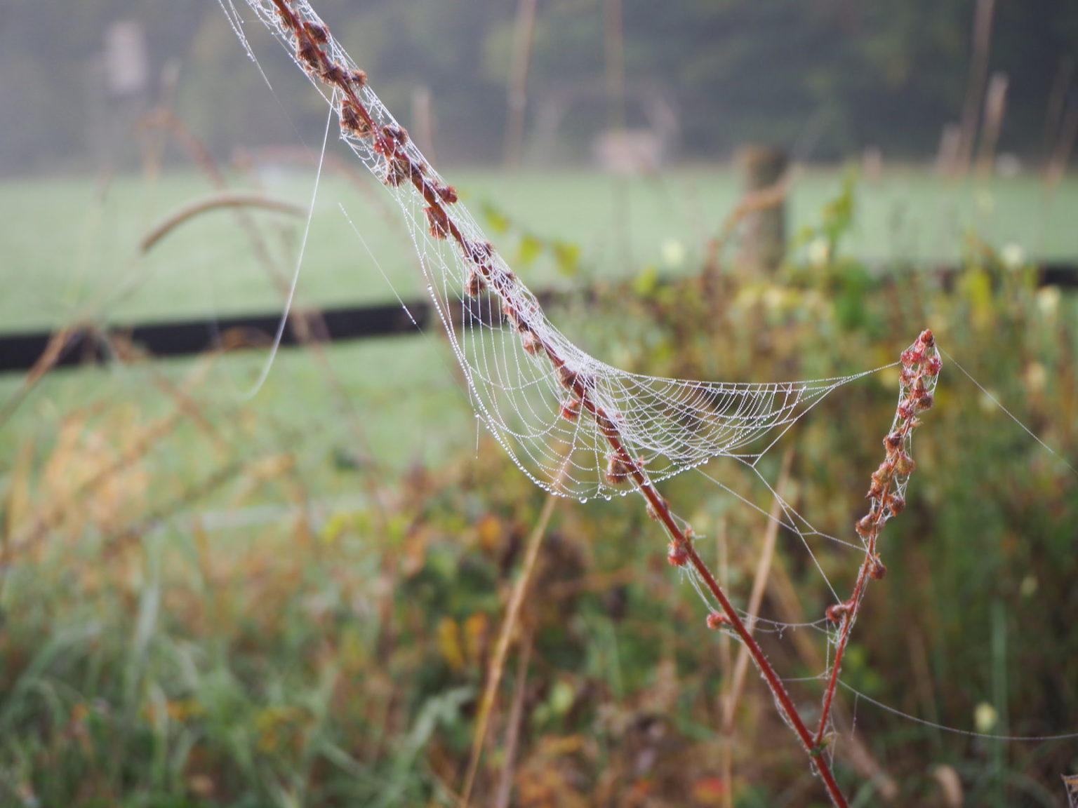 Spinnweben im Herbstnebel | hier und fort